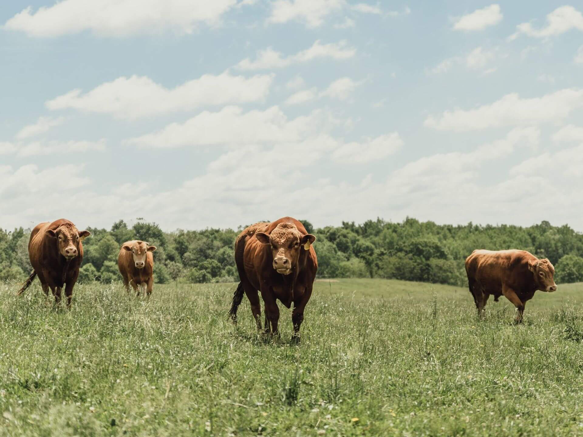 Process - Dutton Cattle Company